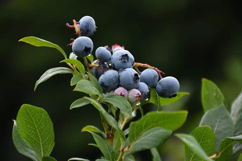 Blueberry-Muffin Cake from Fine Cooking