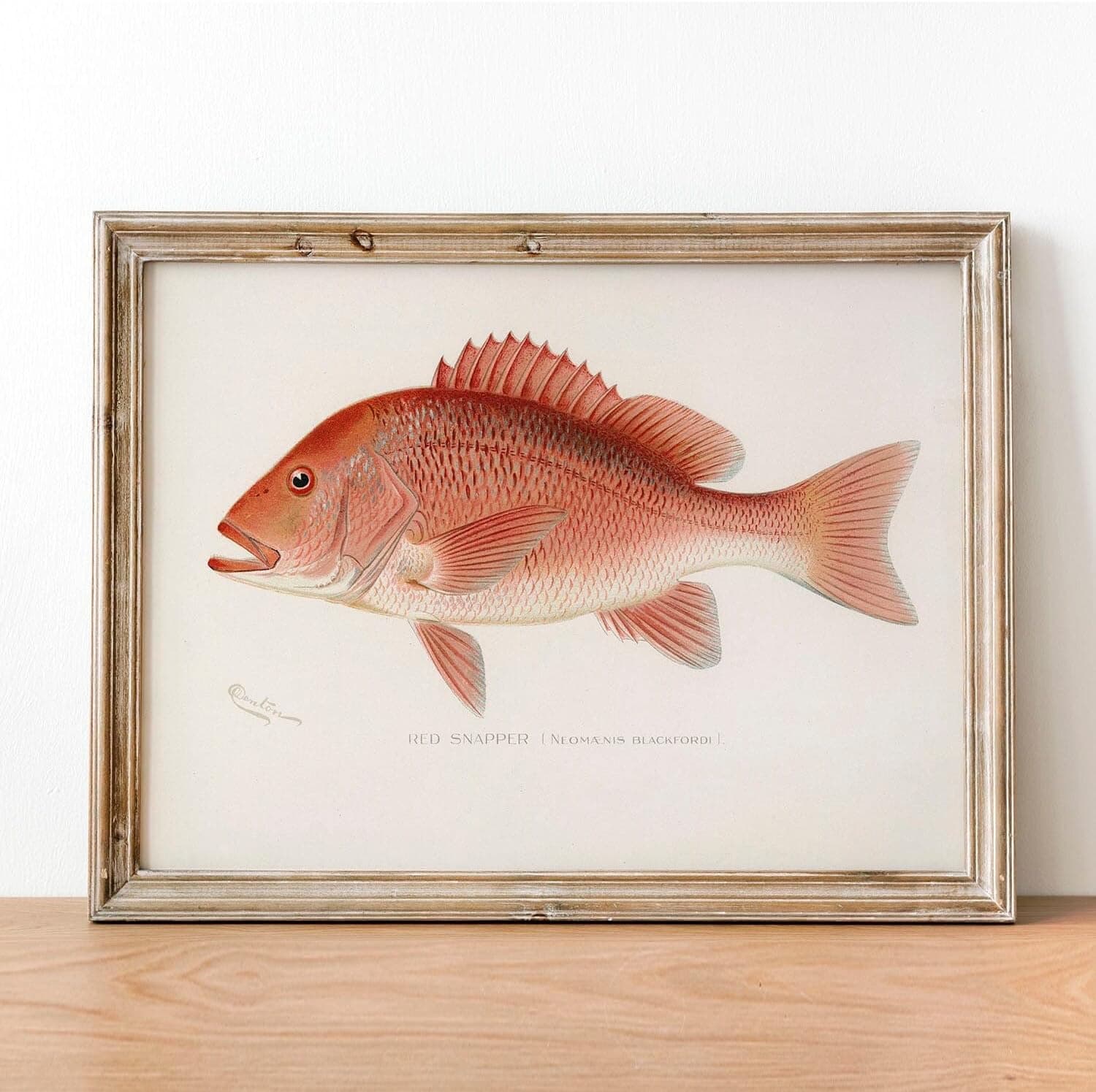 Red Snapper Print • C H E W I N G T H E F A T